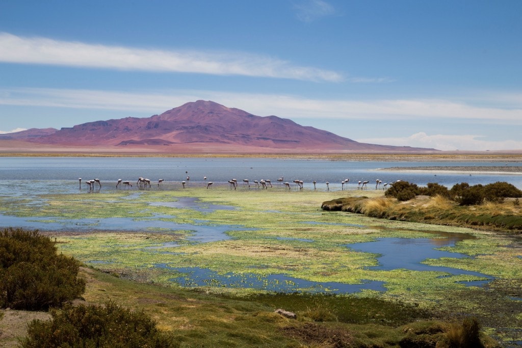 Two Chile salt flats and lunch at 4300m altitude - Chris Travel Blog